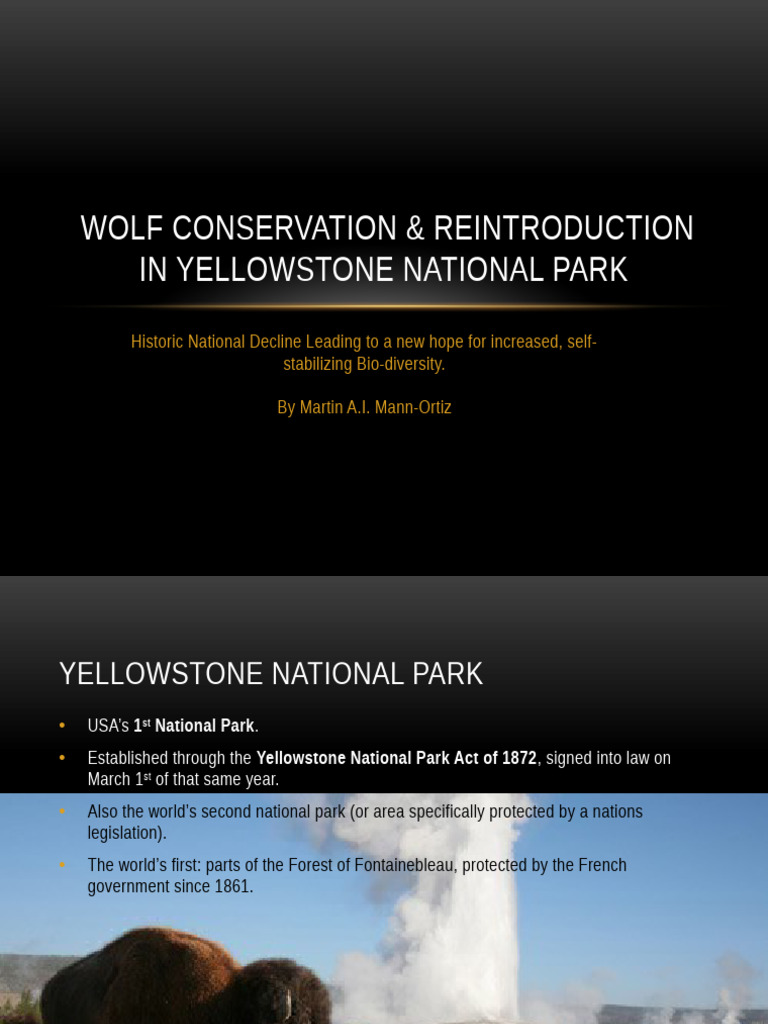 Wolf Conservation & Reintroduction in Yellowstone National | PDF