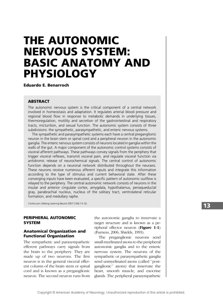 AN Anatomy | PDF