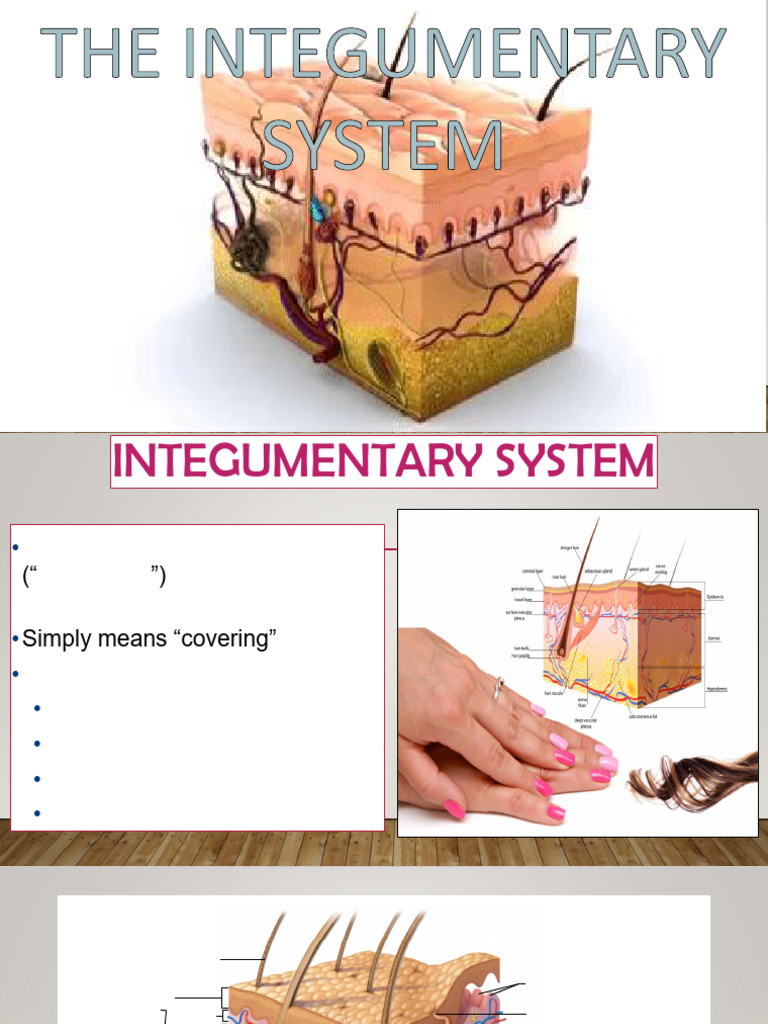 4 Integumentary-System | PDF