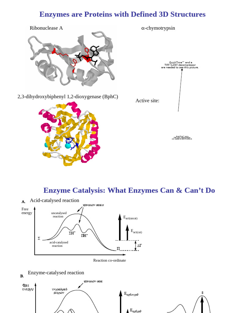 Intro To Enzymes | PDF