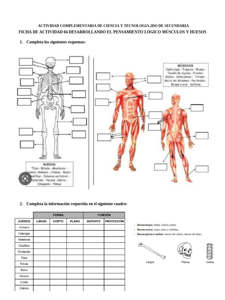 ACT.COMPLEMT.2DO.SISTEMA.OSEO.MUSCULAR (4) | PDF