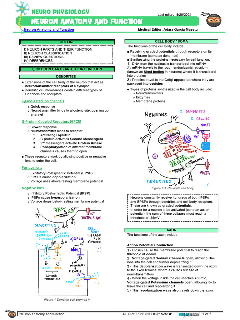 Neuron Anatomy & Function atf | PDF