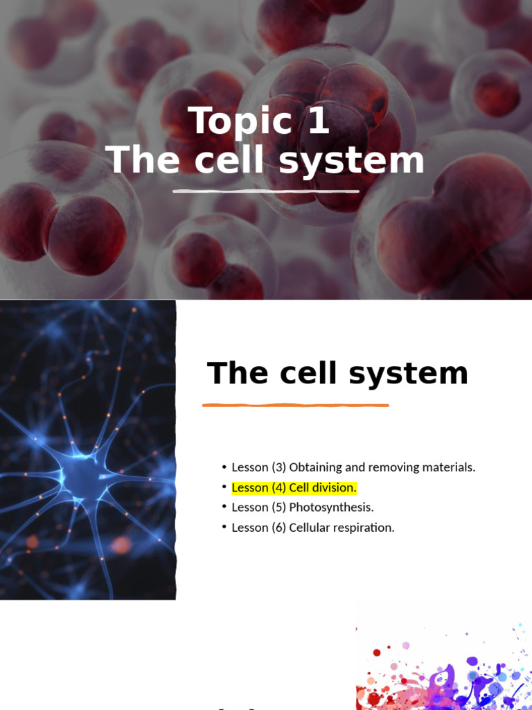 Topic 1 Lesson 4 (Cell Division) | PDF