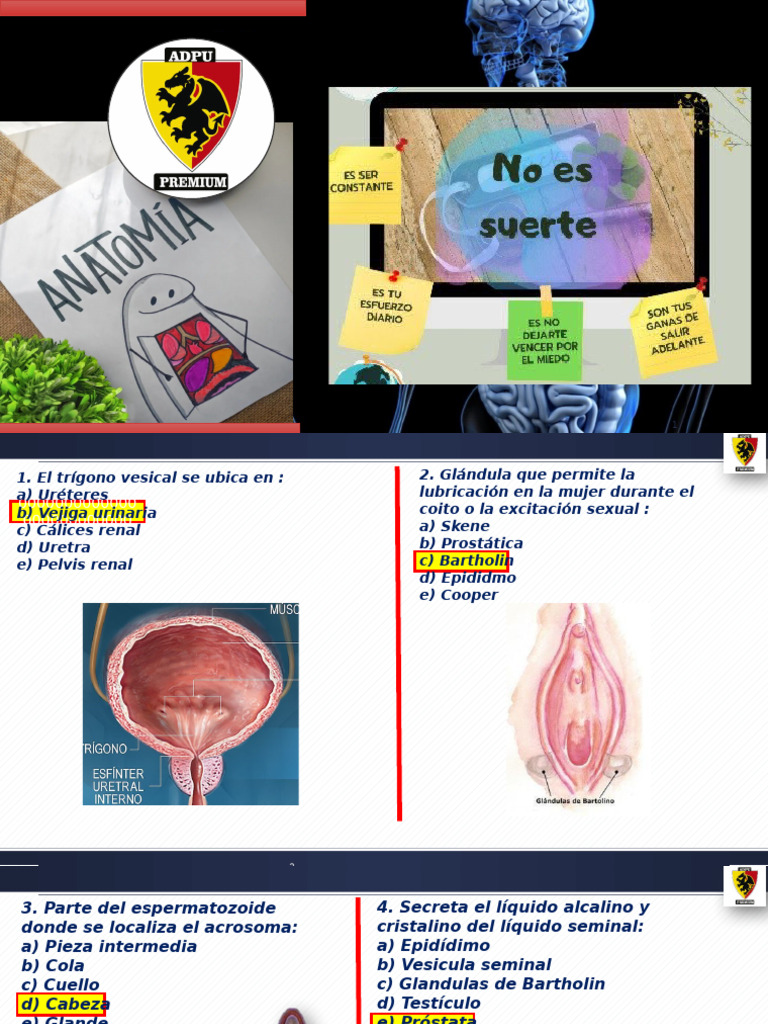 Anatom Ase 2023 11 | PDF