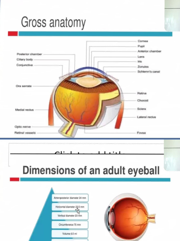 Eye anatomy | PDF