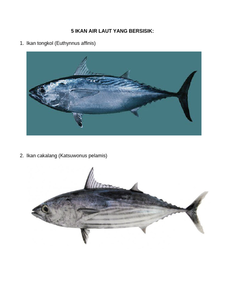 5 Ikan Air Laut Yang Bersisik | PDF