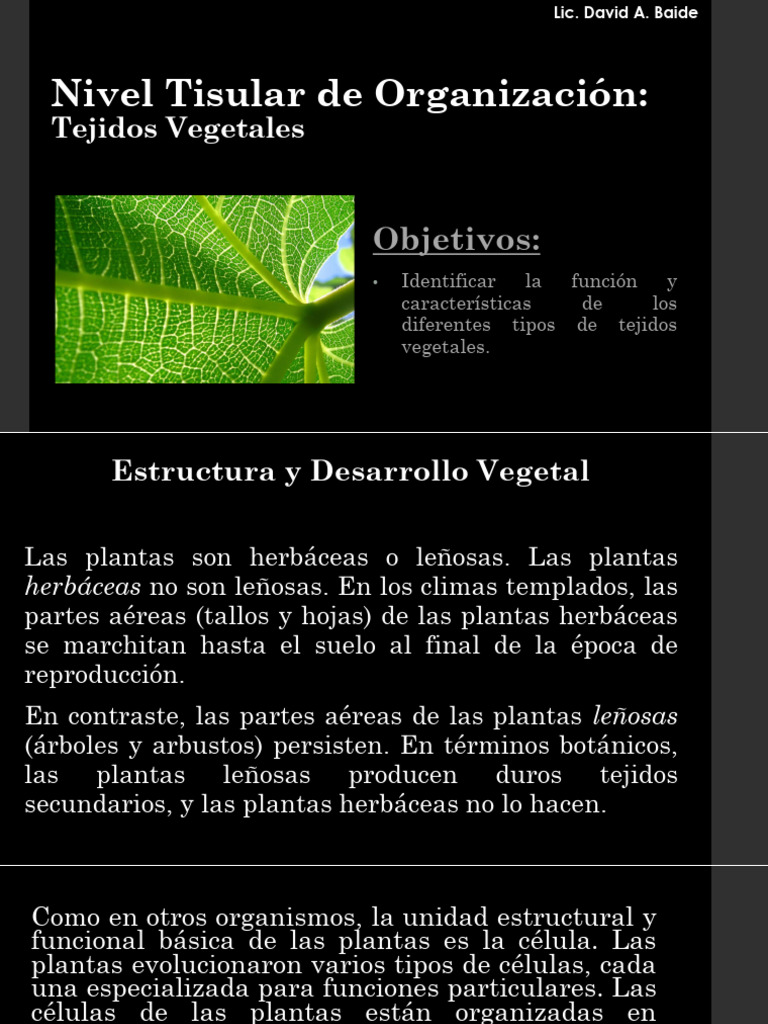 Nivel Tisular De Organización Tejidos Vegetales 1 Pdf