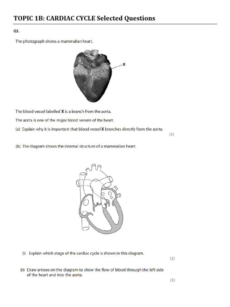 EDEXCEL Biology UNIT 1 Cardiac Cycle Questions packet | PDF