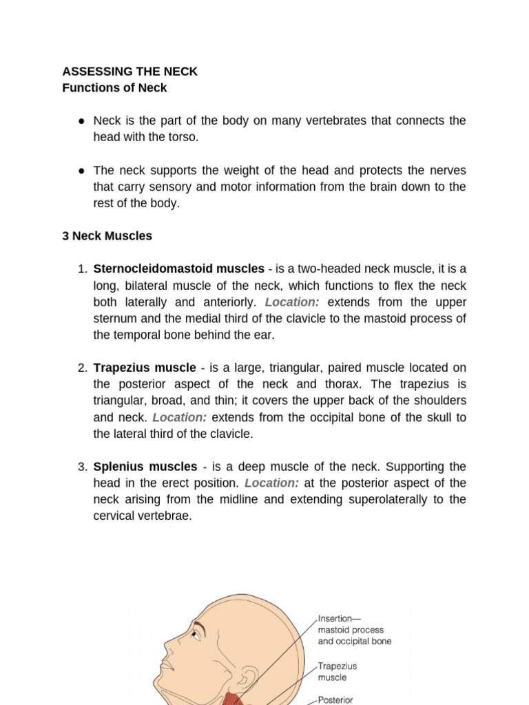 Assessing The Neck | PDF