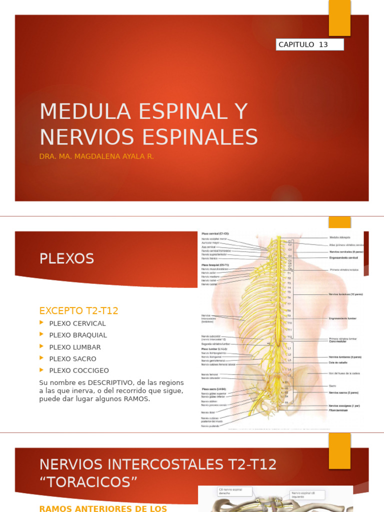 Medula Espinal y Nervios Espinales | PDF