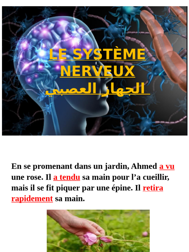 Systeme Nerveux | PDF
