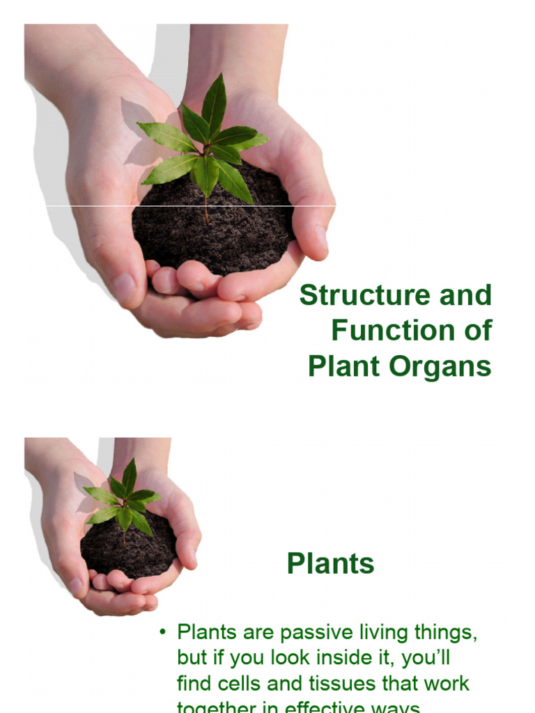 Plants Organ | PDF
