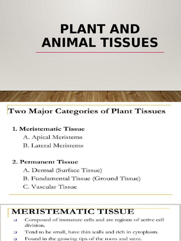 Lesson-4-Plant-and-animal-tissues | PDF