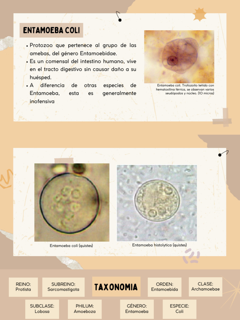 Entamoeba Coli y Iodamoeba Butschlii | PDF | Organisms