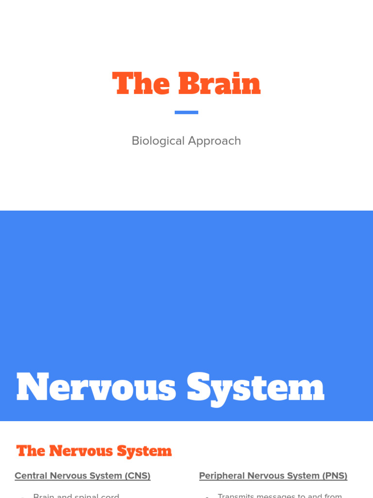 The Brain | PDF