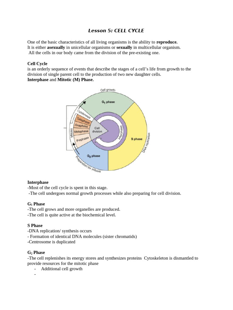Lesson 5 Cell Cycle | PDF