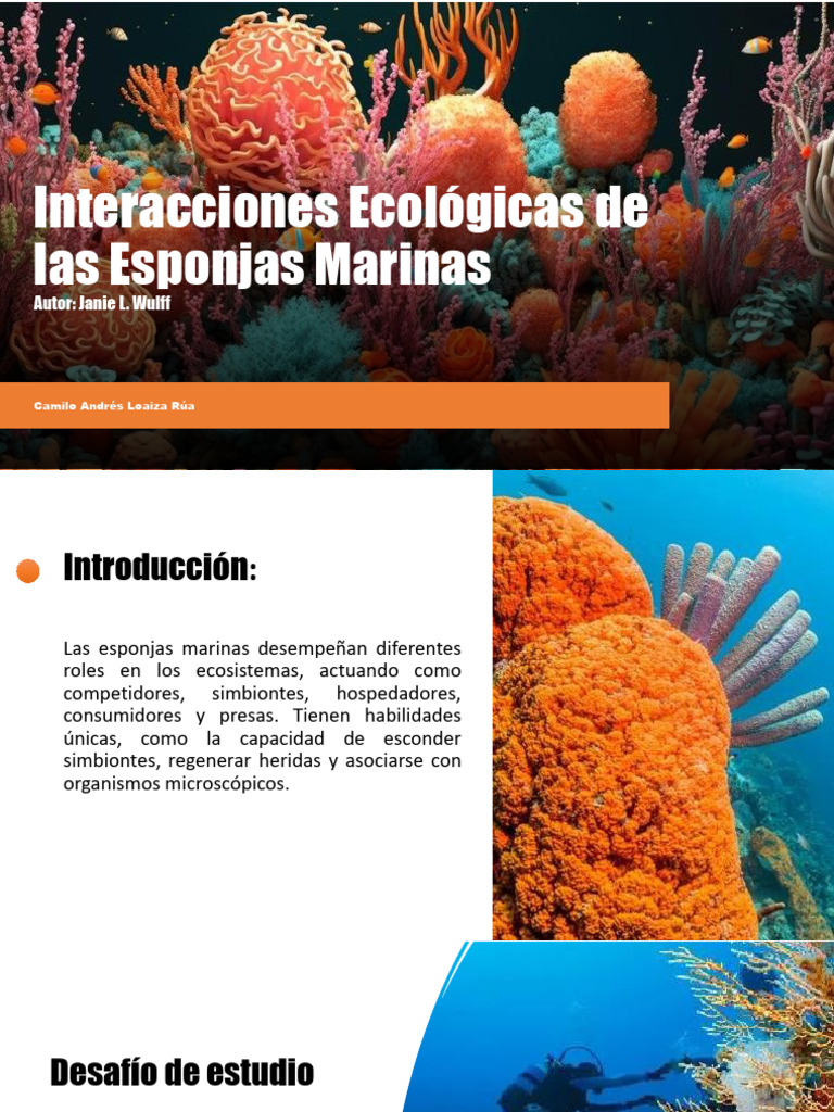 Interacciones Ecológicas de Esponjas Marinas | PDF | Arrecife de coral ...