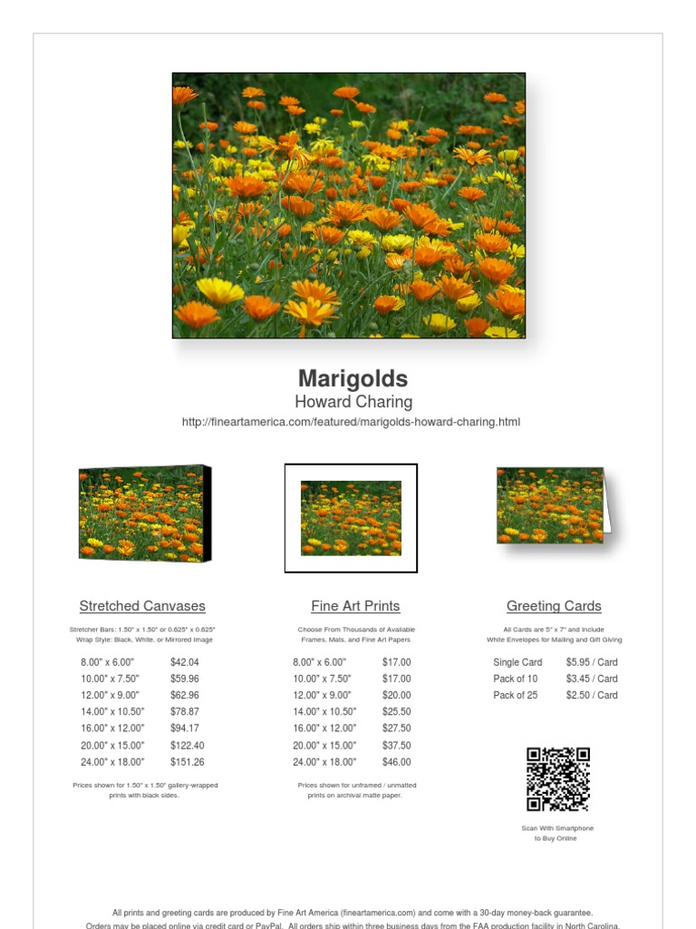 Marigolds | PDF | Home & Garden