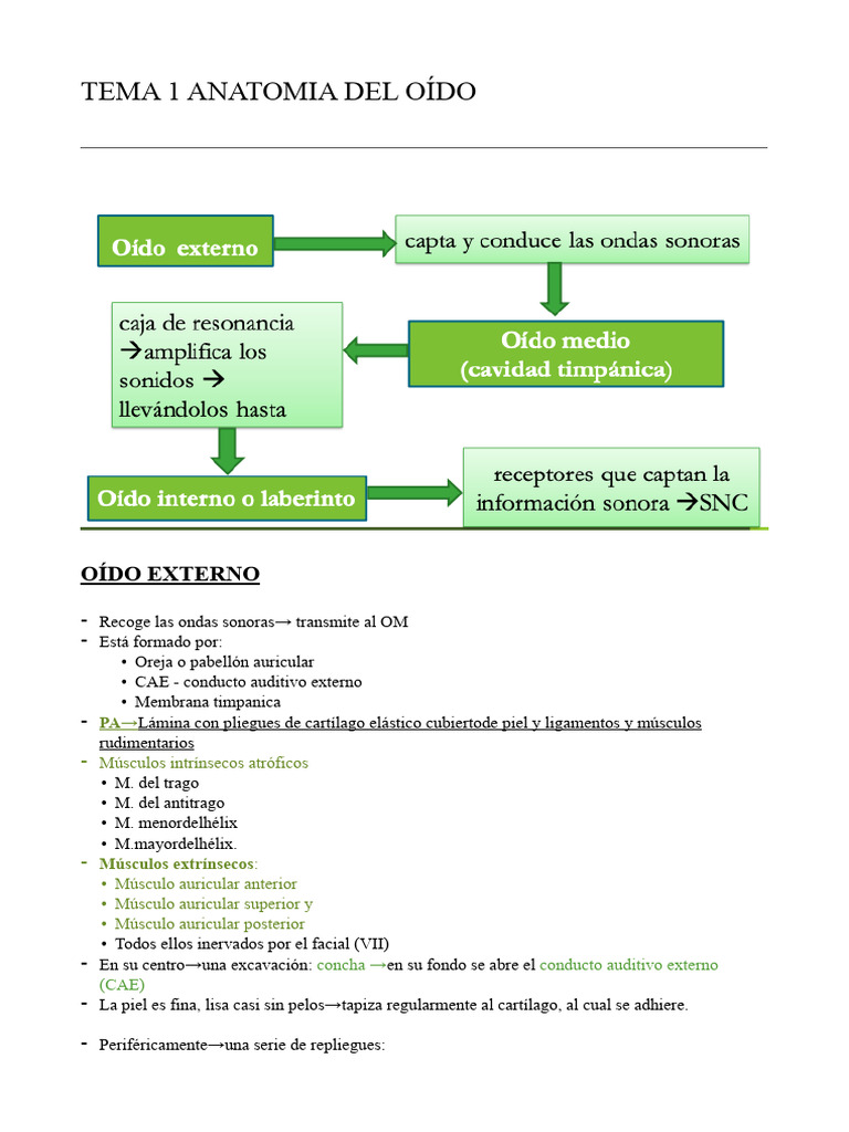 Oído Apuntes T123 | PDF