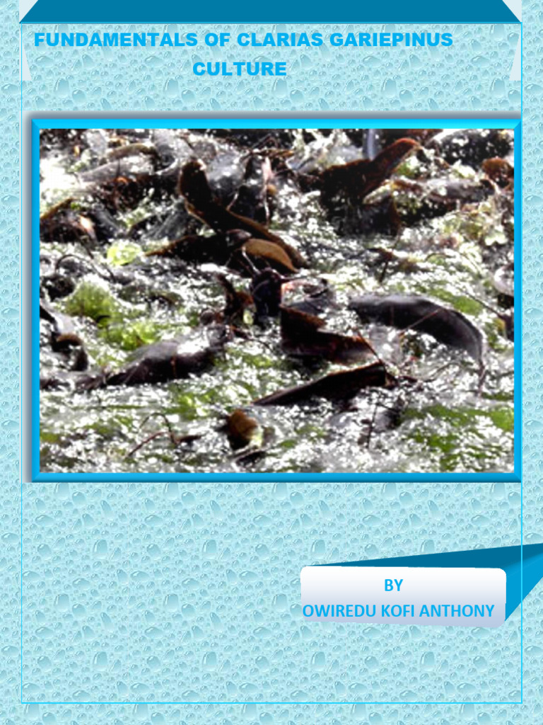 Fundamentals of Clarias Gariepinus Culture Body-Textbook Write Up PDF | PDF
