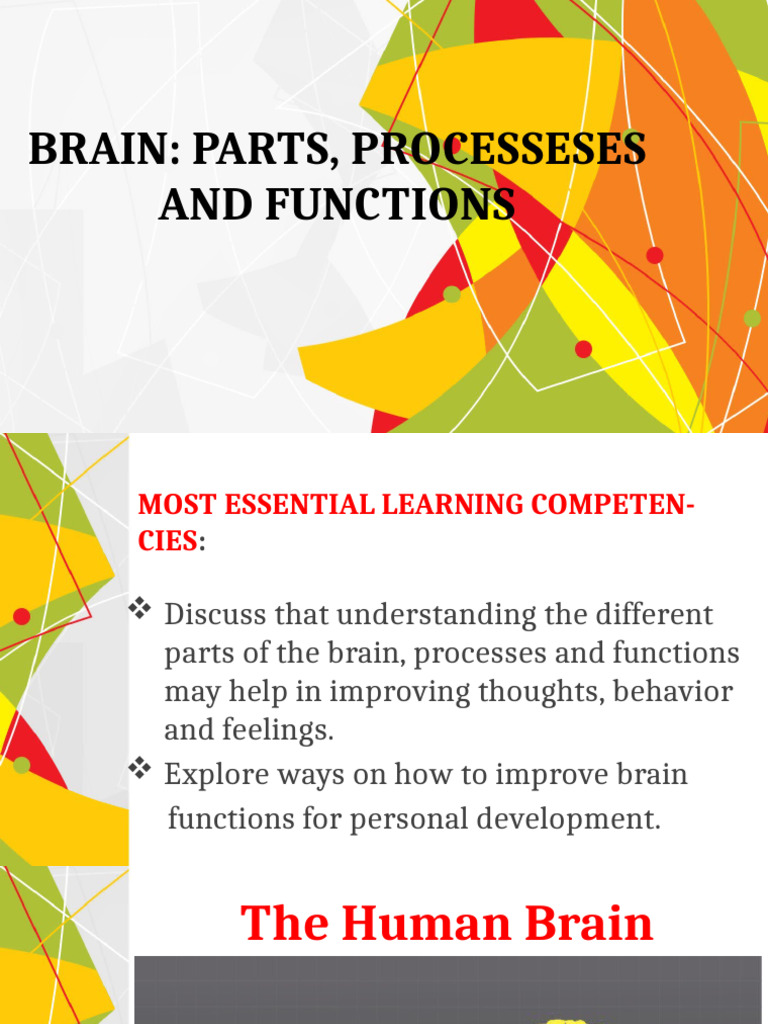 PERDEV PPT 4 Lesson 5 WRR | PDF | Brain | Human Brain