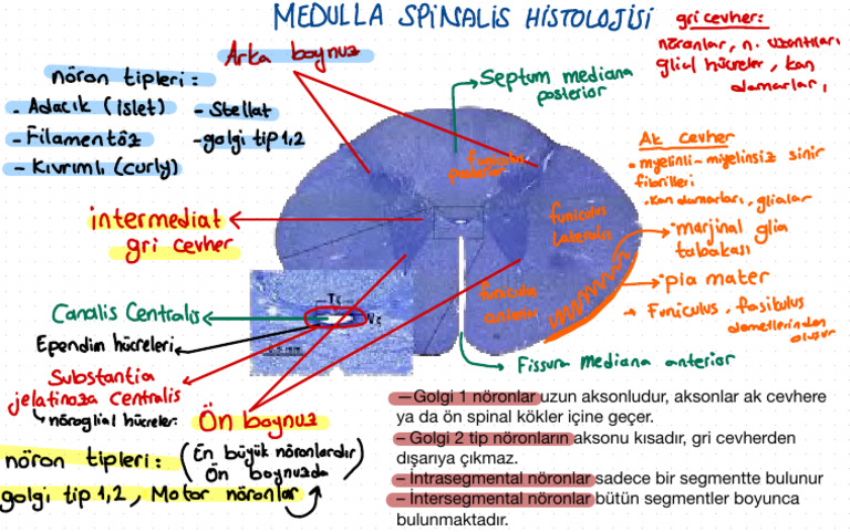 Medulla Spinalis Histolojisi | PDF