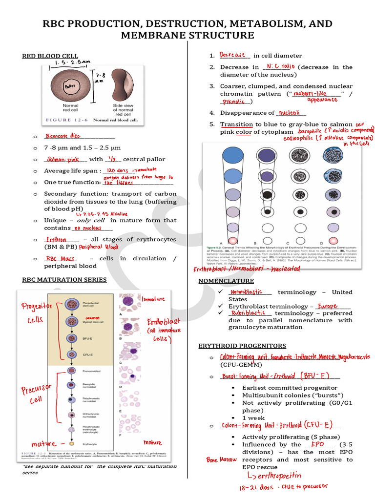 W1_-RBC-PHYSIOLOGY-HANDOUTS-from-batchmate | PDF