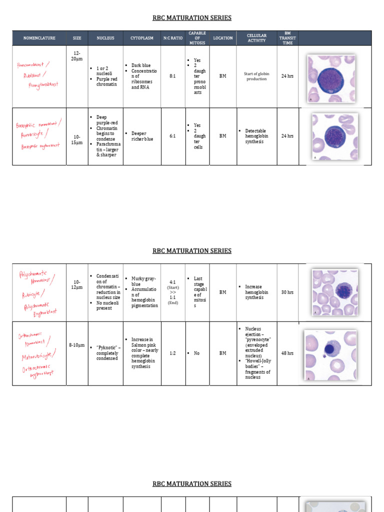 Lesson 1.5 RBC Maturation Handout | PDF