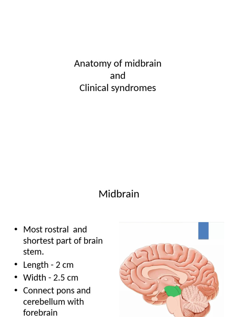 Anatomy of Midbrain | PDF | Cerebellum | Human Anatomy