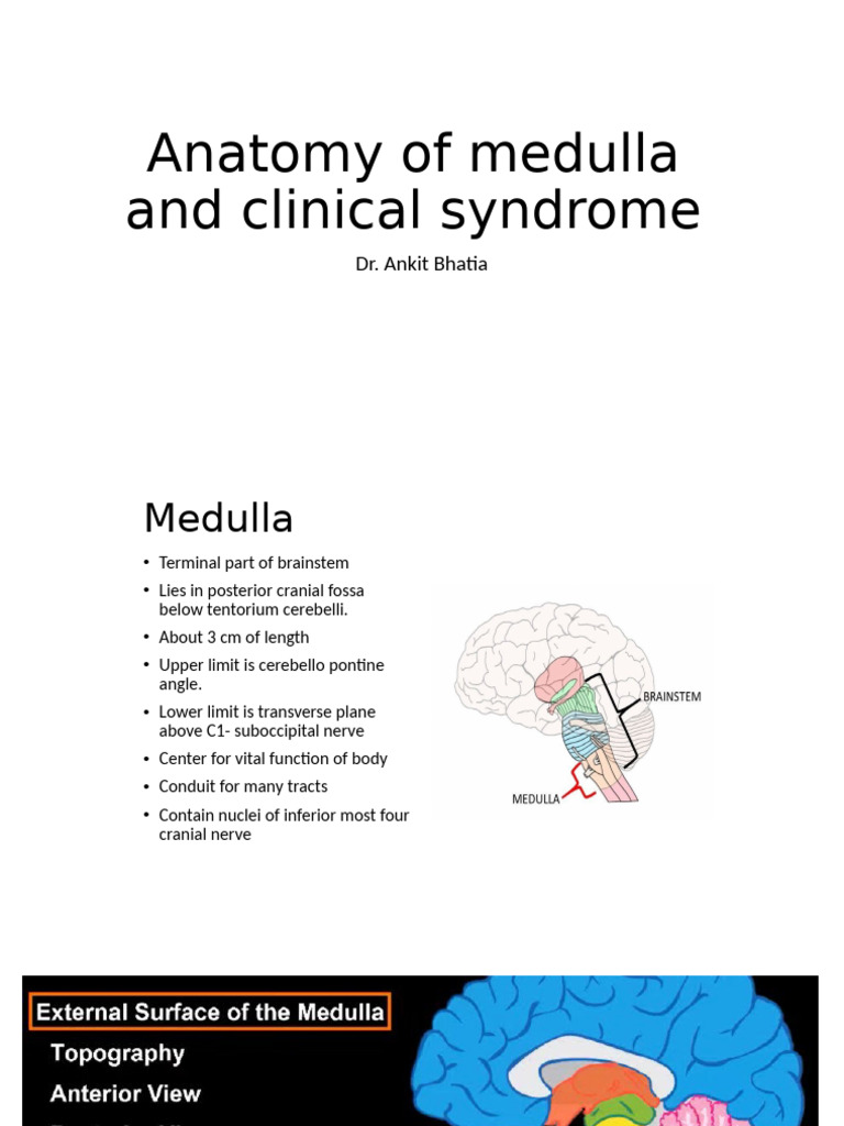 Anatomy of Medulla Icu | PDF | Neuroanatomy | Nervous System