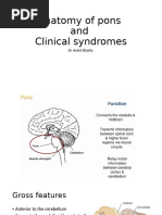 Anatomy and Function of the Pons | PDF | Brainstem | Human Anatomy