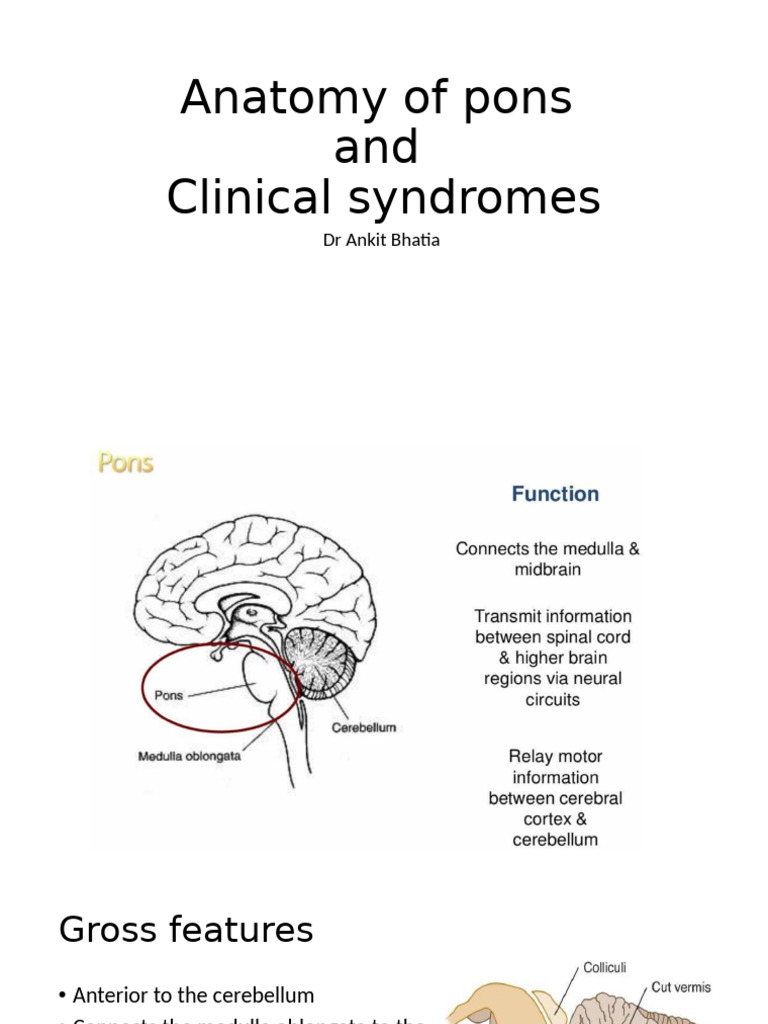 Anatomy of Pons Icu | PDF | Cerebellum | Nervous System