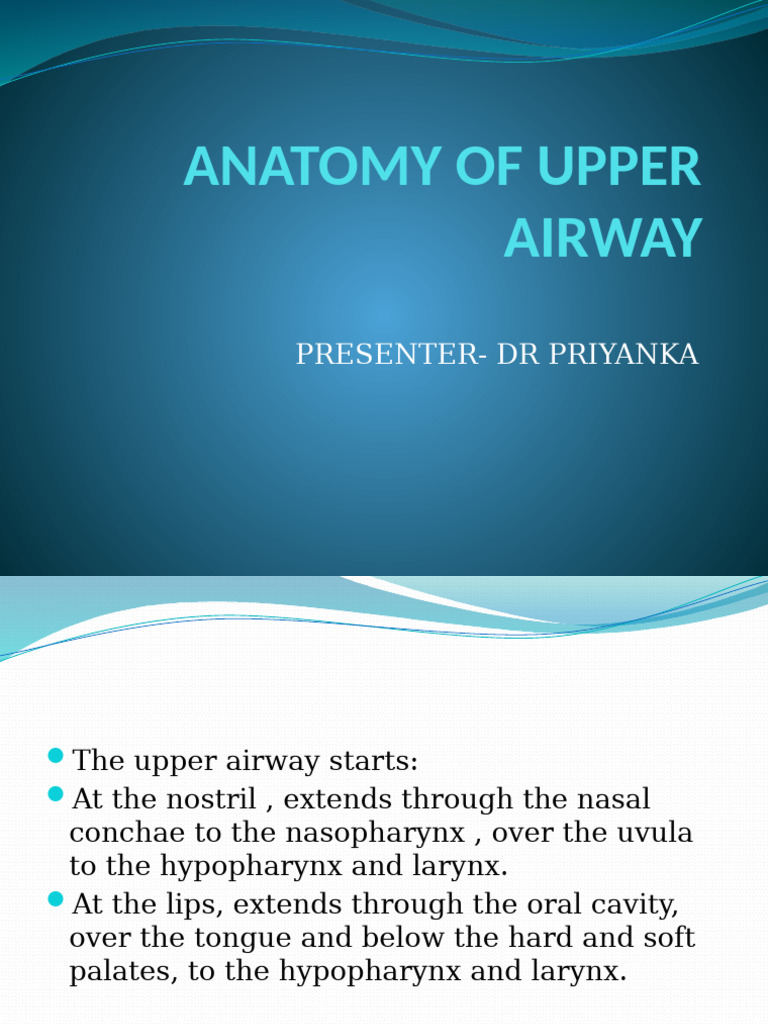Anatomy of Upper Airway | PDF