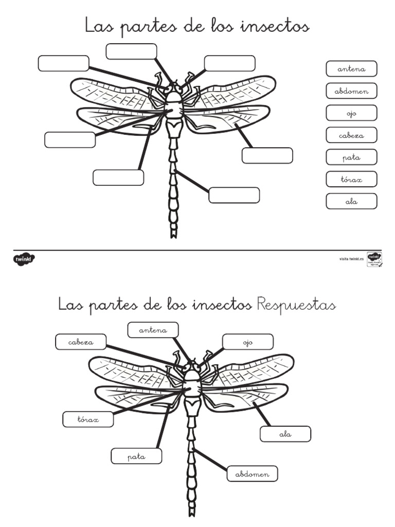 es-sc-205-fichas-de-actividad-las-partes-de-los-insectos_ver_1 | PDF