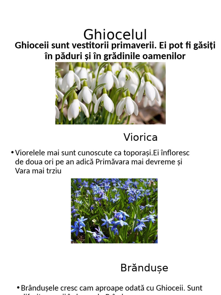 Flori de Primavara Din Padure | PDF