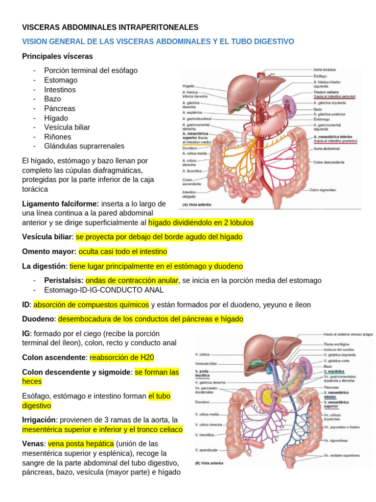 Visceras Abdominales Intraperitoneales | PDF