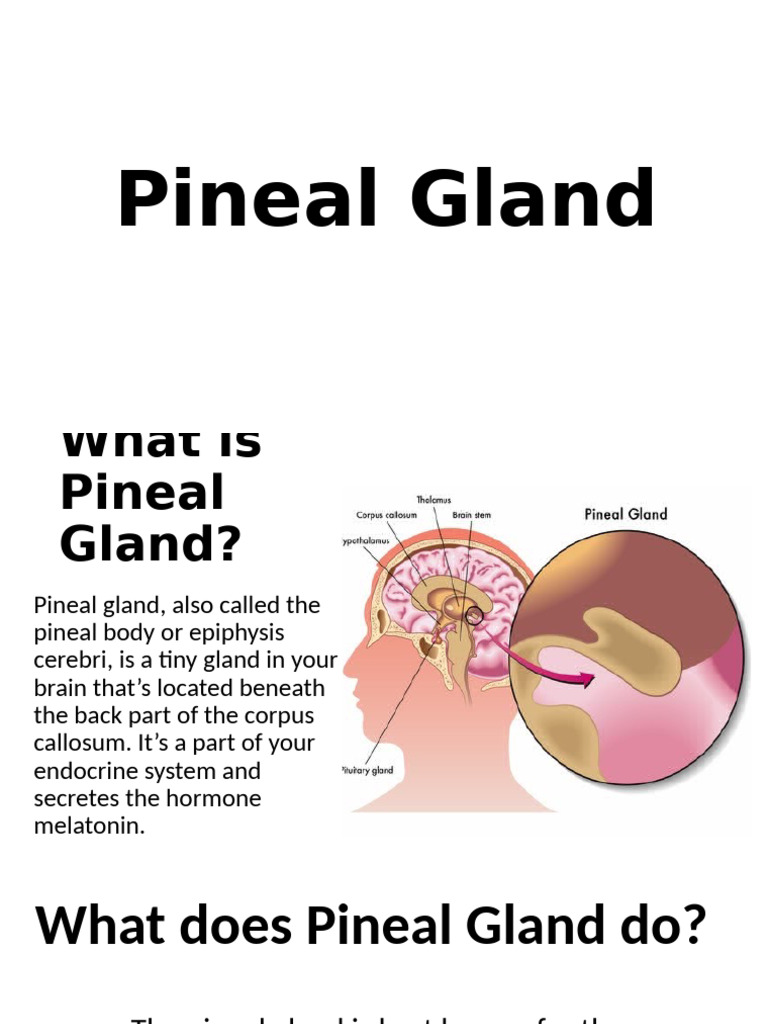 Pineal Gland Uwu | PDF