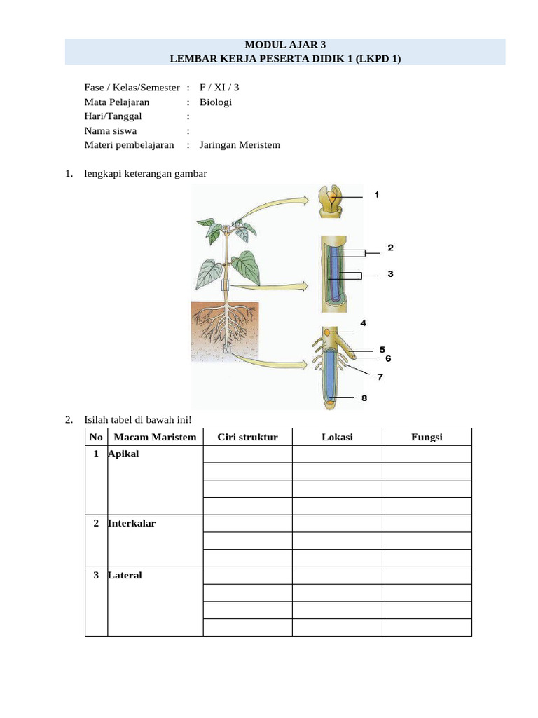 Jaringan Meristem: Struktur dan Fungsi | PDF | Sains & Matematika