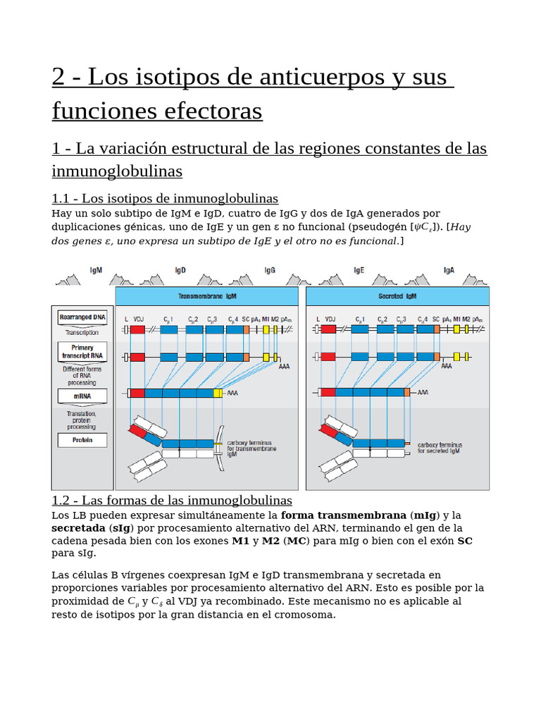2 - Los Isotipos de Anticuerpos y Sus Funciones Efectoras | PDF