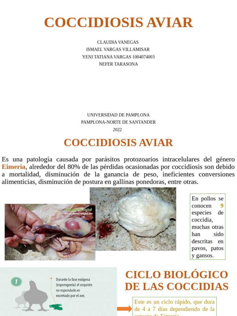 COCCIDIOSIS AVIAR | PDF