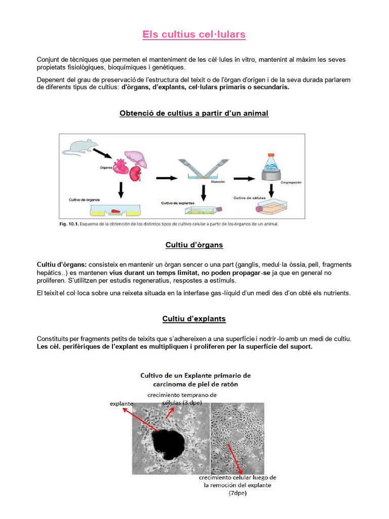 Els Cultius Cel Lulars - Apunts | PDF