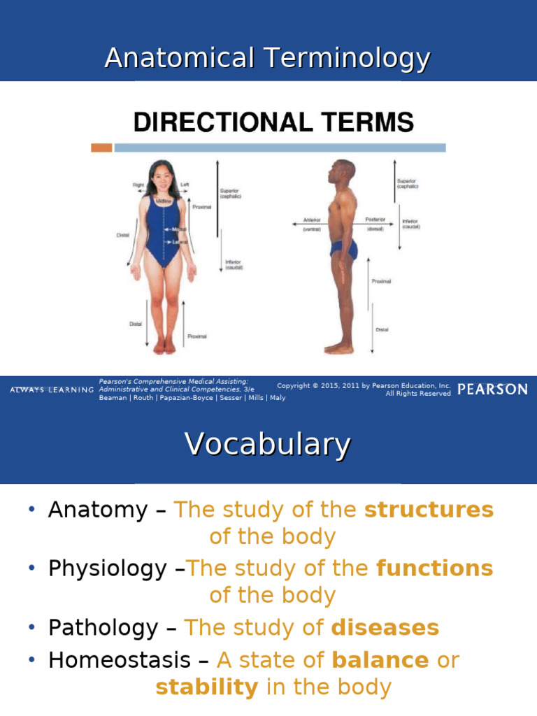 Anatomical Terminolgy | PDF | Anatomical Terms Of Location | Wellness