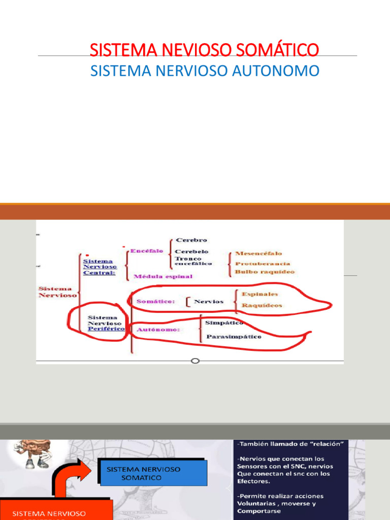 Sistema Somatico y Autonomo 23nov | PDF