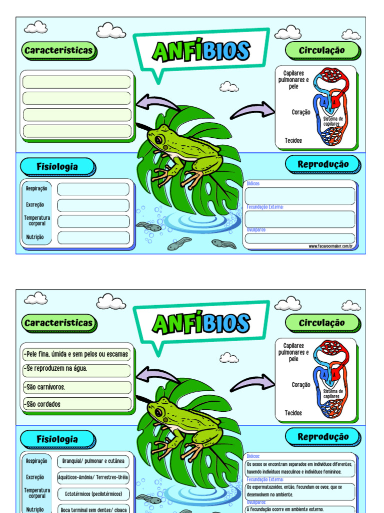 141 Anfibios Mapa Conceitual s1mxrl | PDF | Anfibio | Anatomia animal