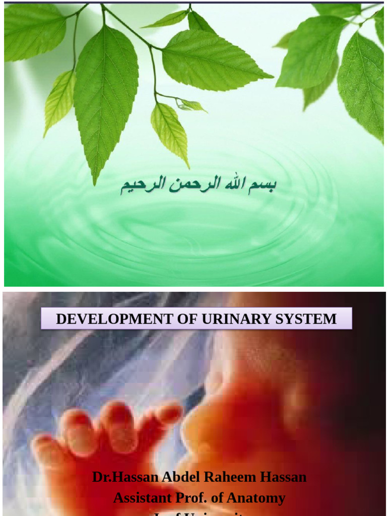 development of urinary system copy | PDF