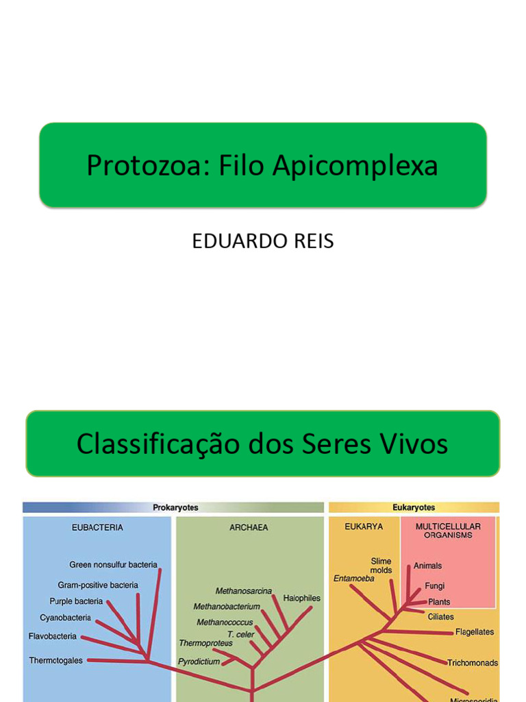 Aula 3 Protozoa - Filo Apicomplexa - Plasmodium | PDF