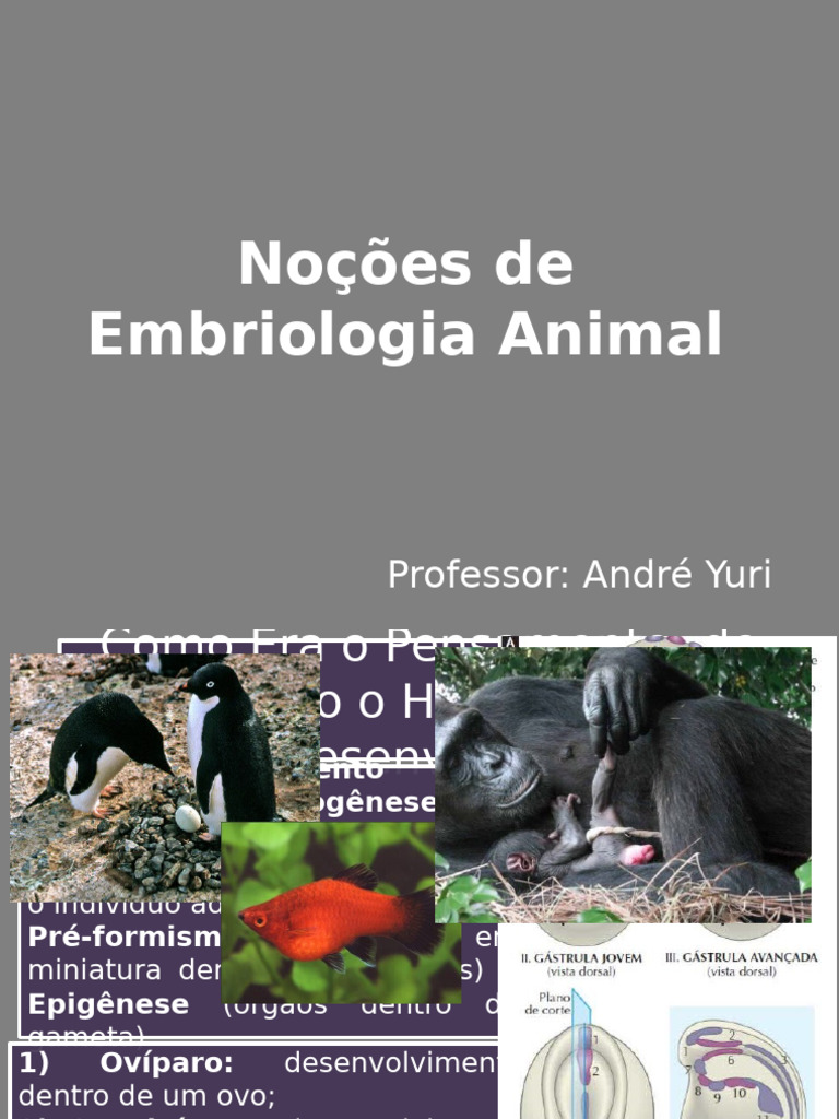 Embriologia - Noções de Embriologia Animal (Ontogênese) | PDF