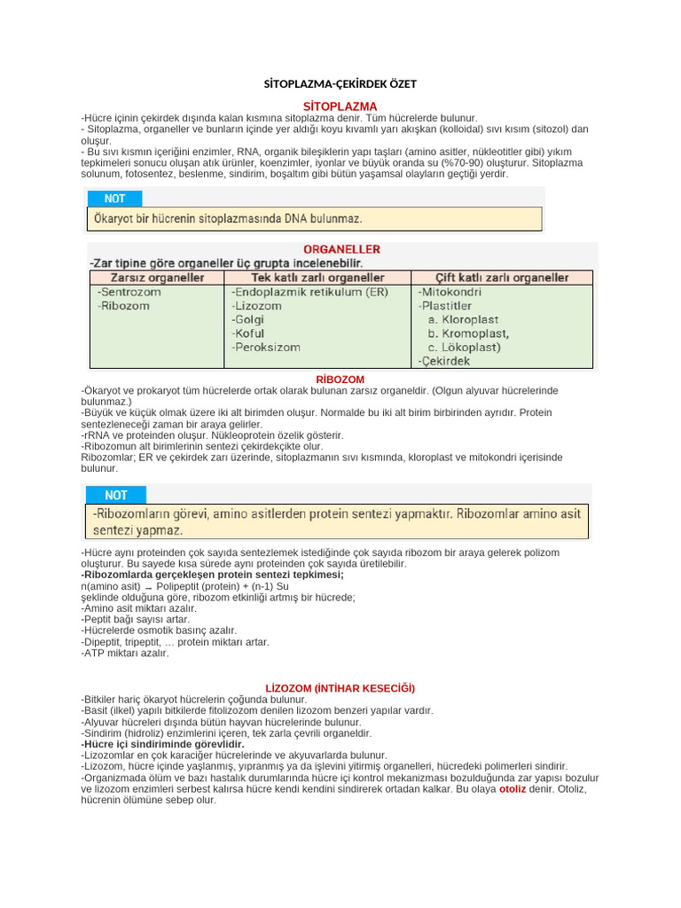 SİTOPLAZMA Ve ÇEKİRDEK ÖZET | PDF