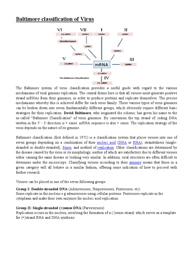 Baltimore Classification of Virus | Sense (Molecular Biology) | Virus