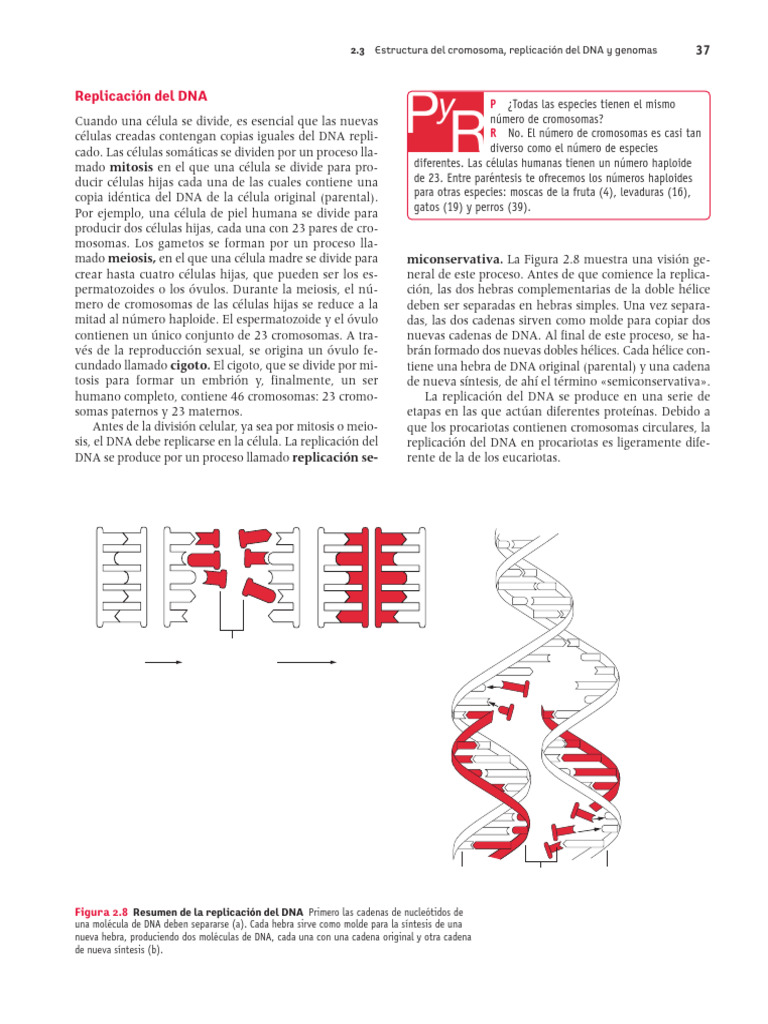 Replicacion Del Dna | PDF